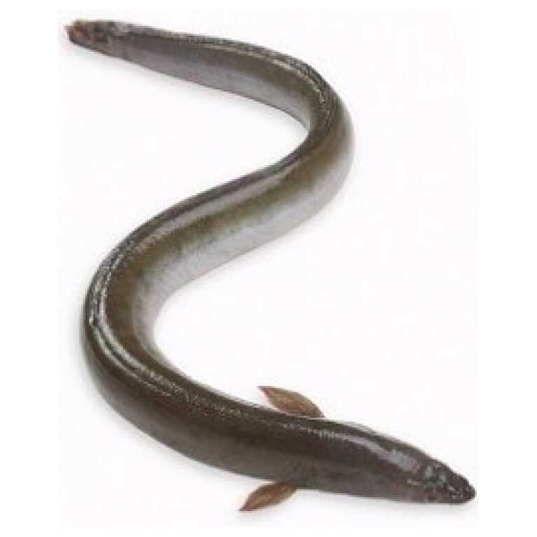 Kalad - Tiigikalad.ee