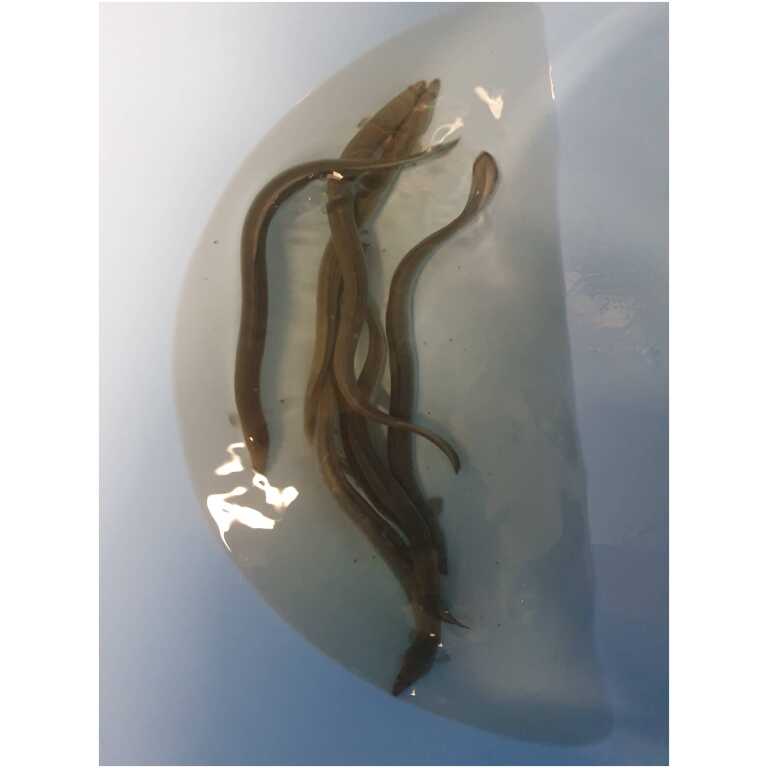 Angerjas - Tiigikalad.ee