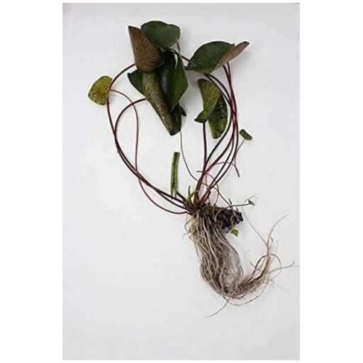 Vesiroos Barbara Dobbins - Tiigikalad.ee