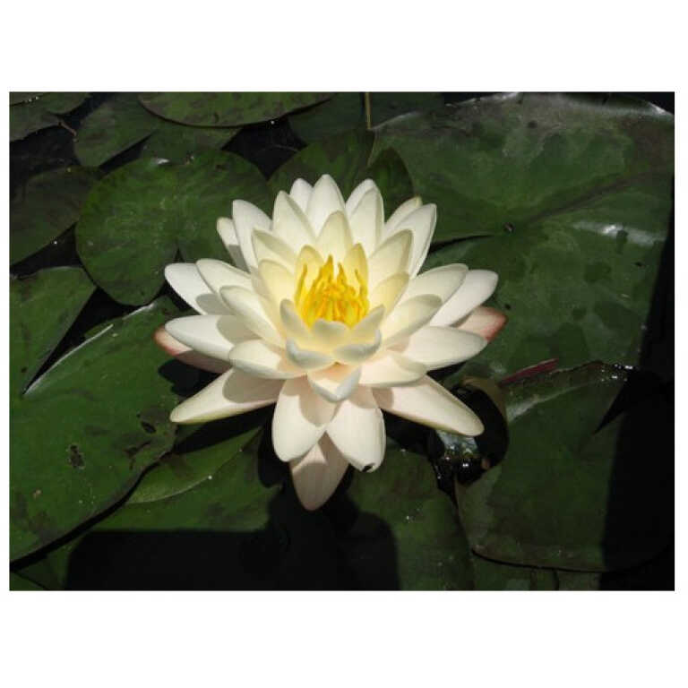 Vesiroos Denver - Tiigikalad.ee